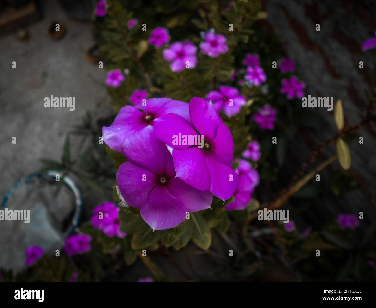 Closeup of a Madagascar Periwinkle flowers in a garden Stock Photo - Alamy