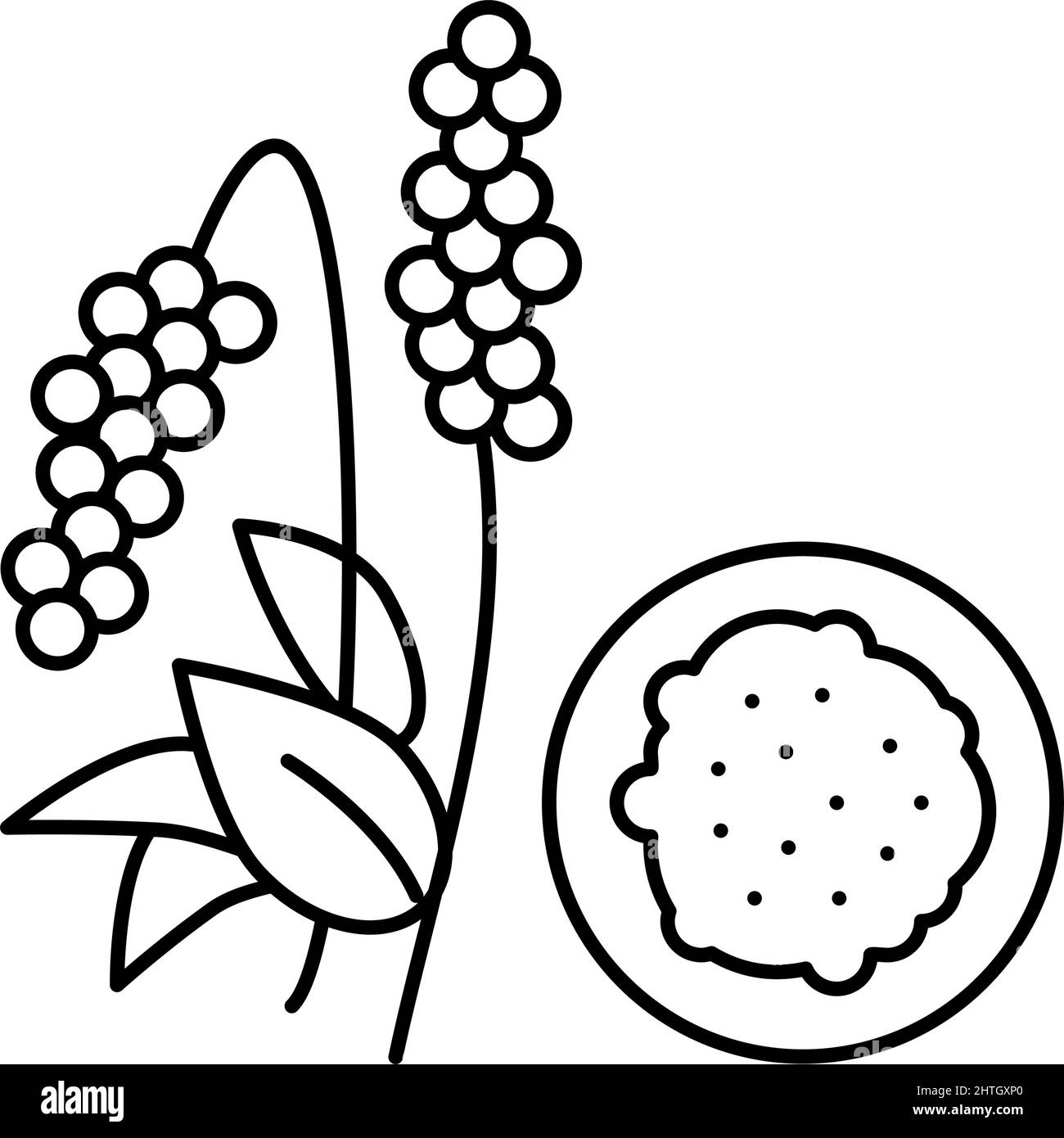 amaranth groat line icon vector illustration Stock Vector Image & Art ...