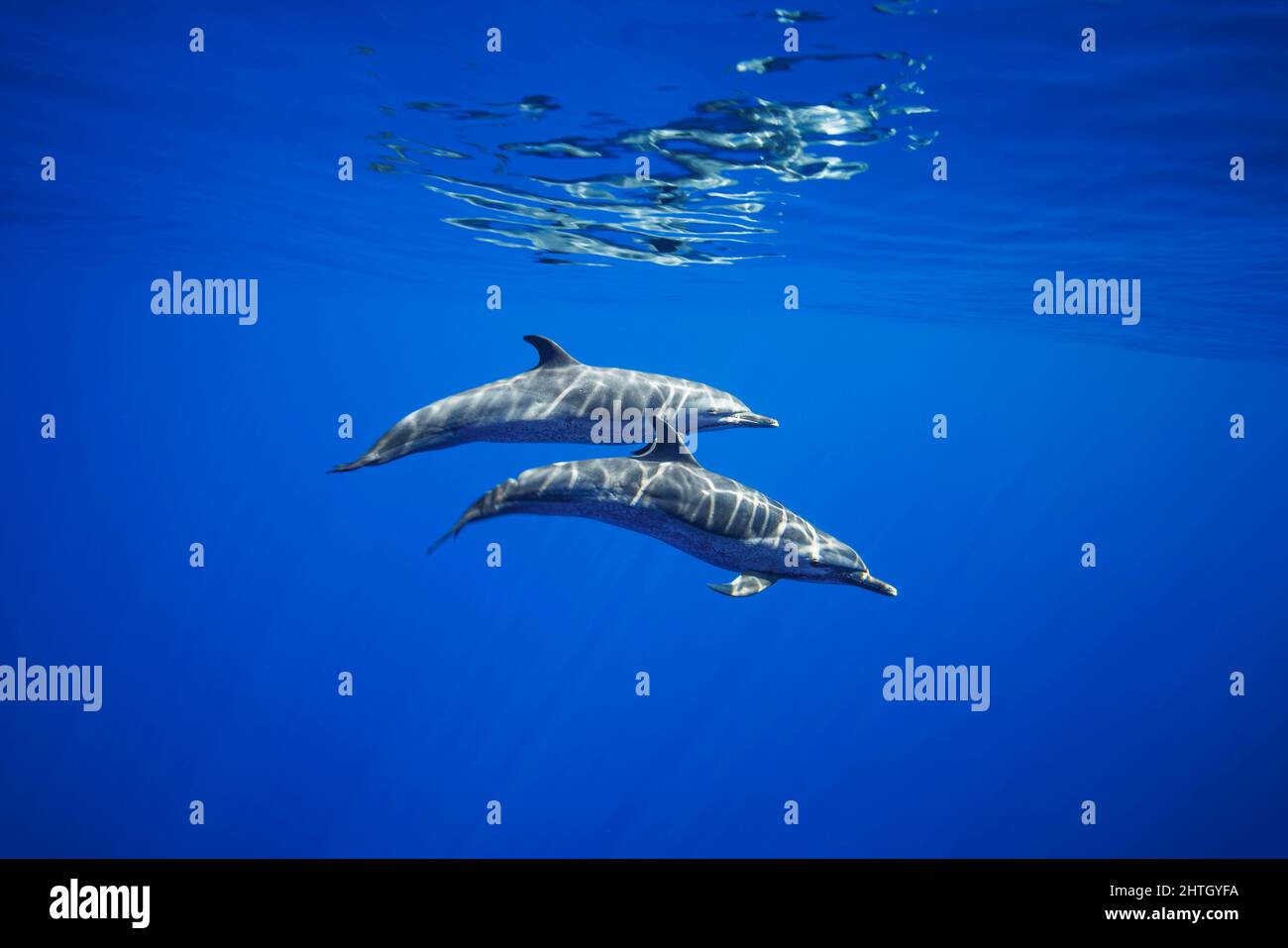Pantropical spotted dolphins, Stenella attenuata, in open ocean, Hawaii ...