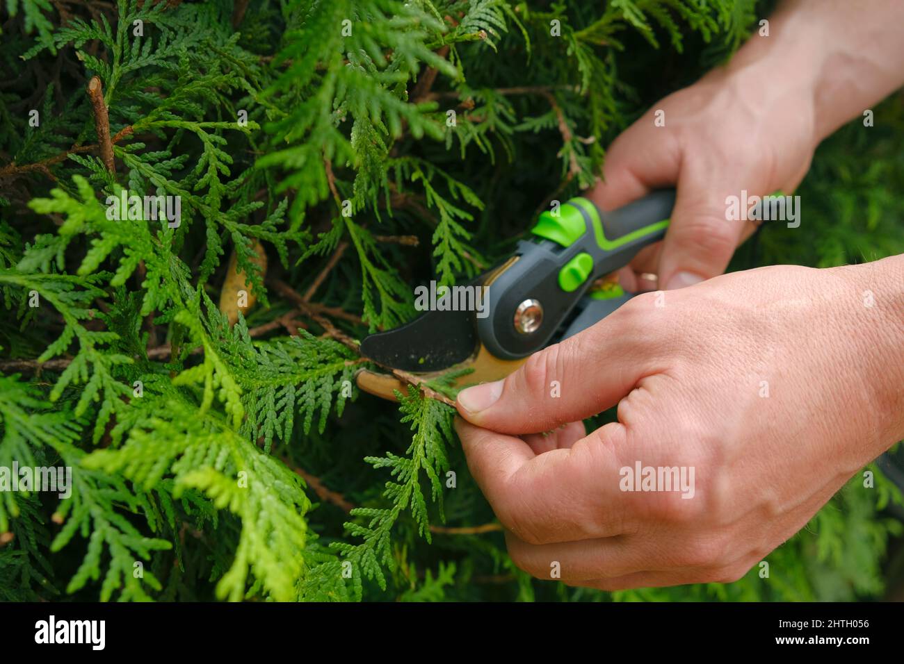 Pruning thuja.Gardening Tools.Spring gardening. Garden shears in male ...