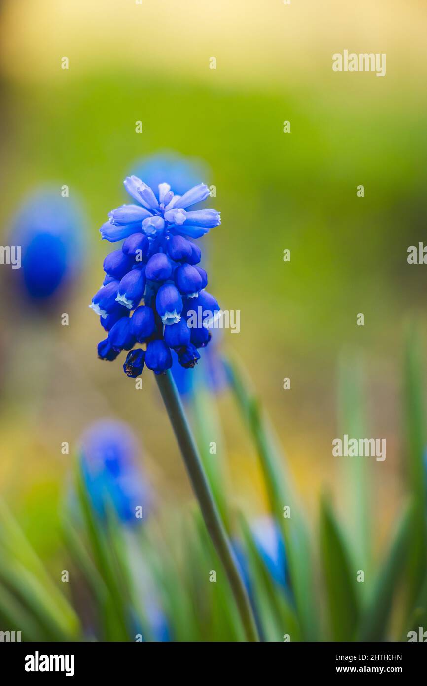 First spring blue flower hi-res stock photography and images - Alamy