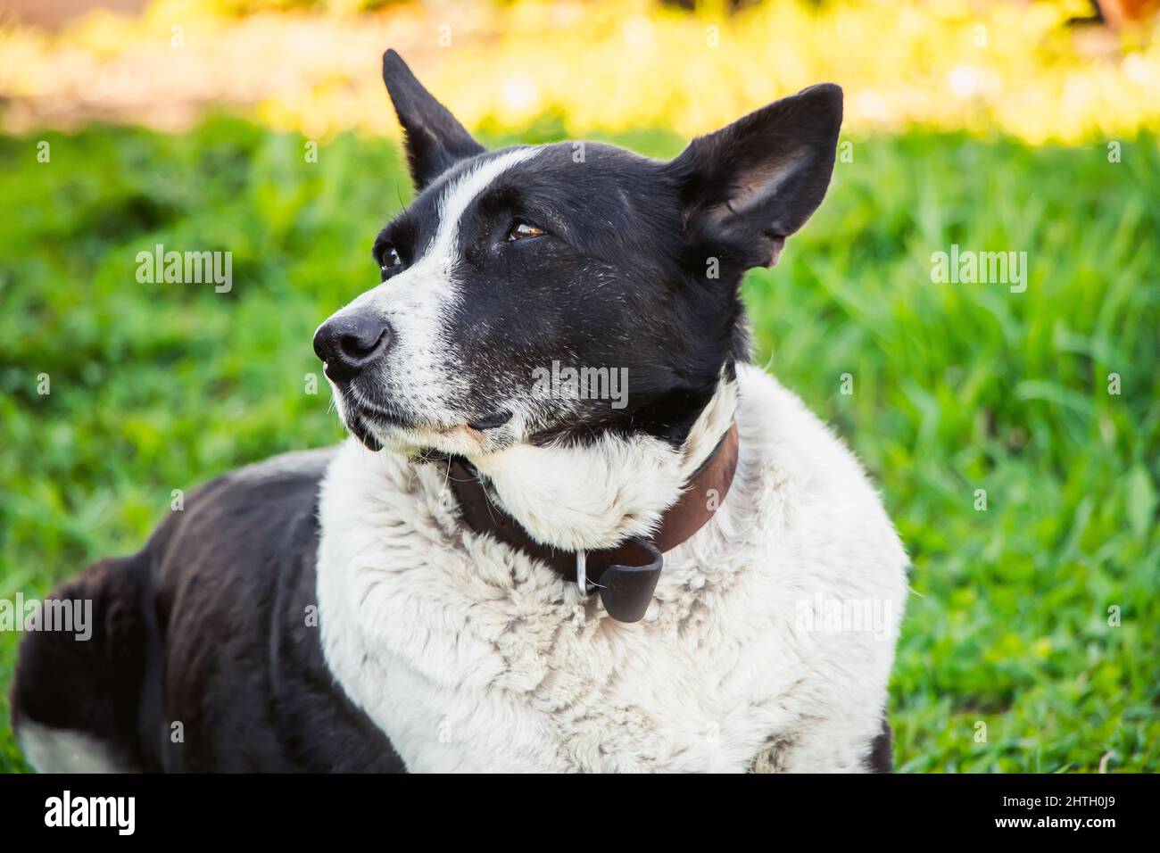 Domestic dog looks into distance. The pet is resting in nature and lies ...