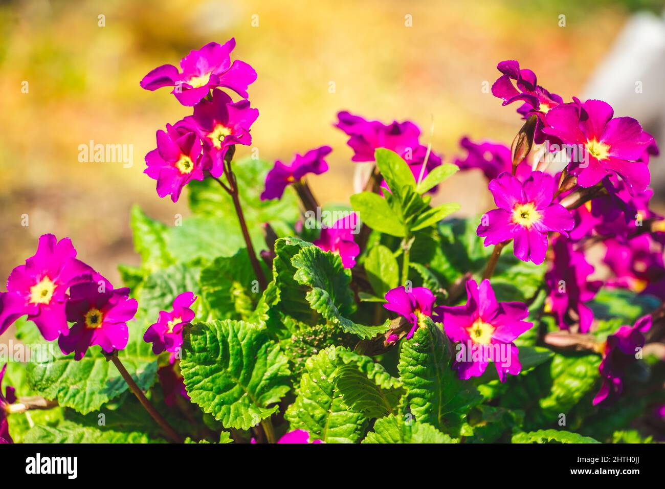 Purple primrose flowers close up. First plants in spring sunshine ...
