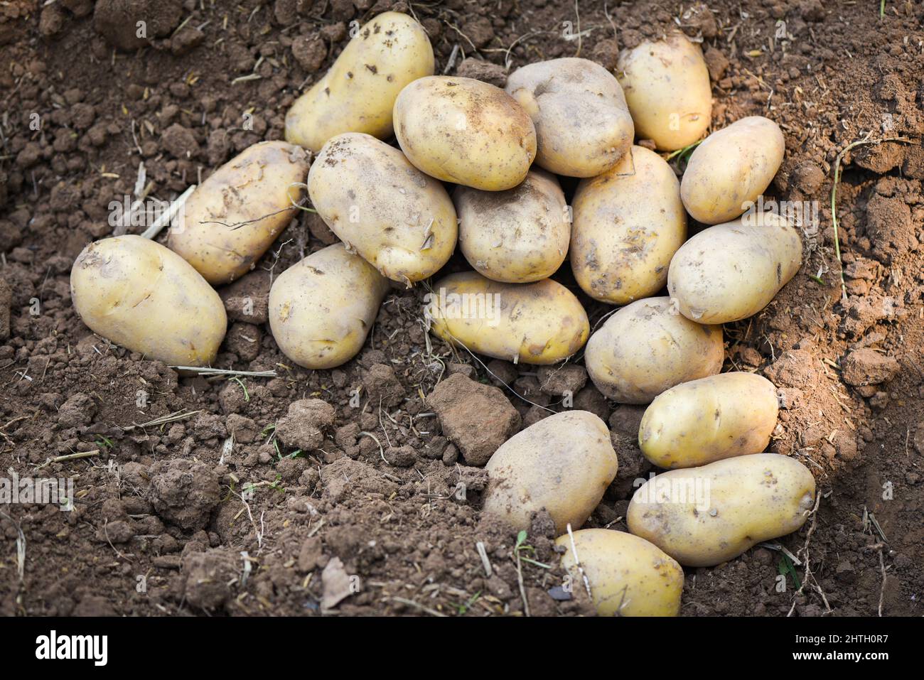 Fresh potato plant, harvest of ripe potatoes agricultural products from ...