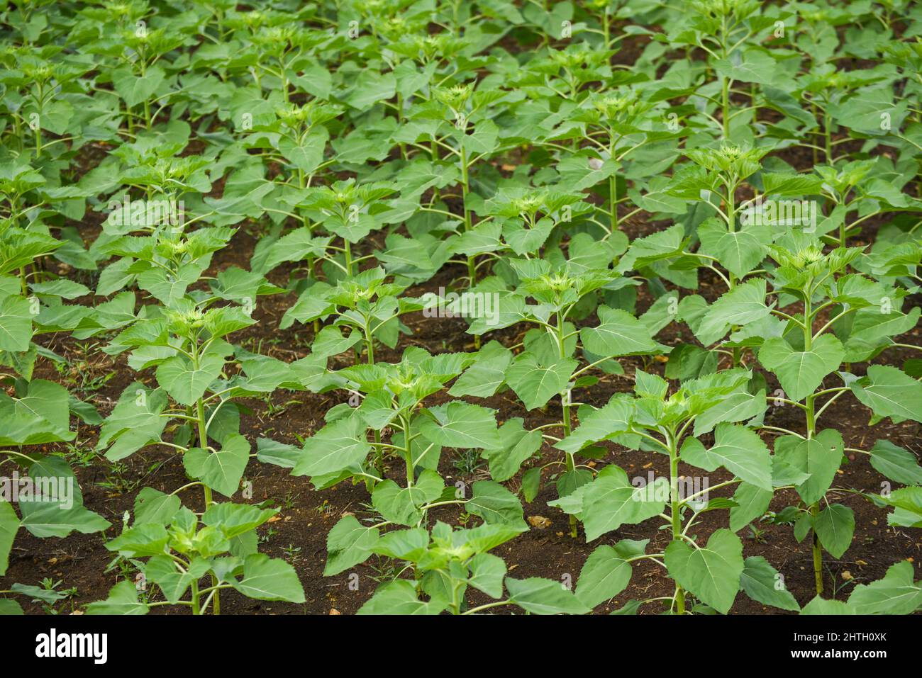 planting sunflower plant tree on the sunflower field in the garden ...