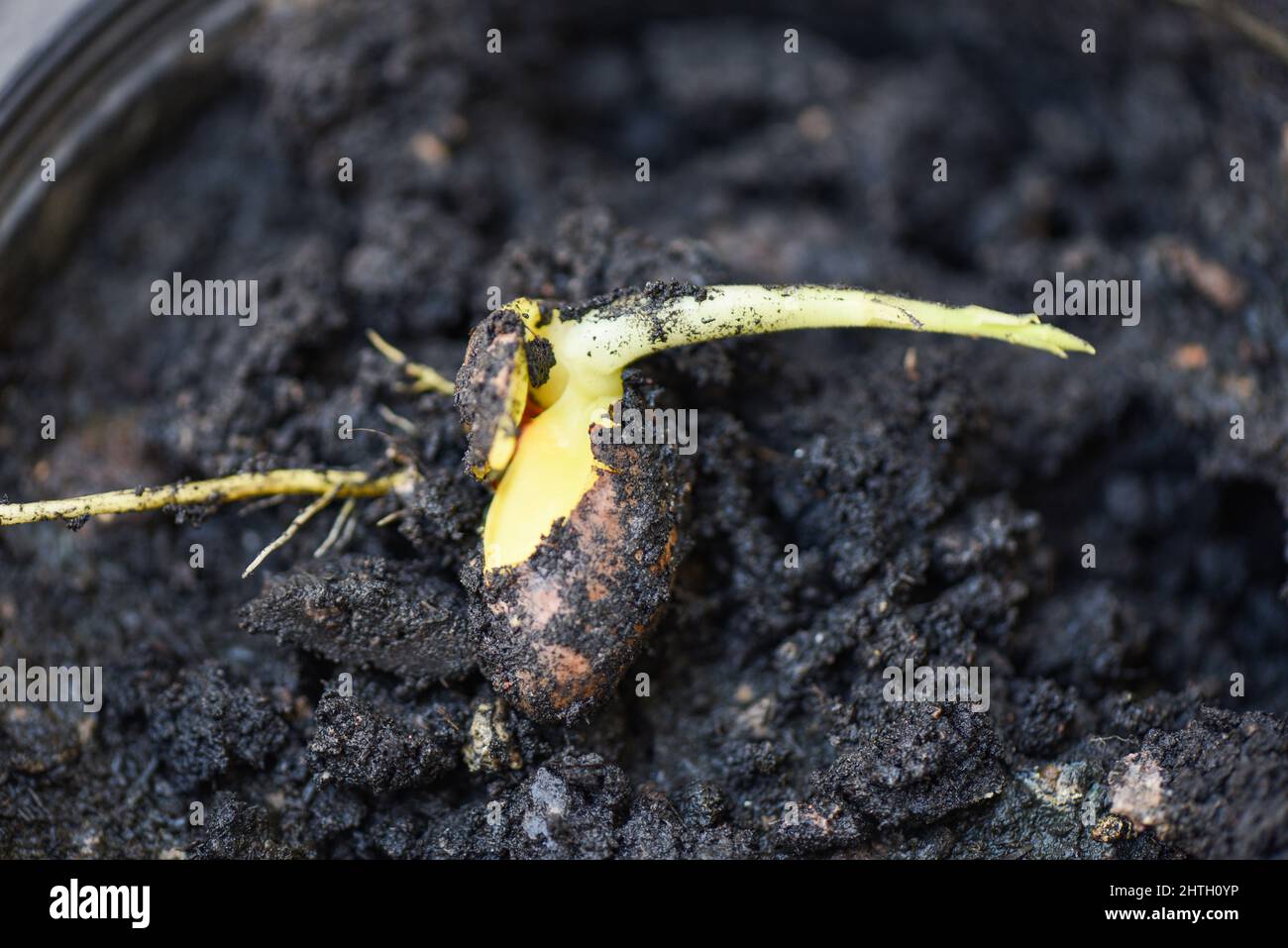 seedling jackfruit seed on cultivation soil background in black pot for ...