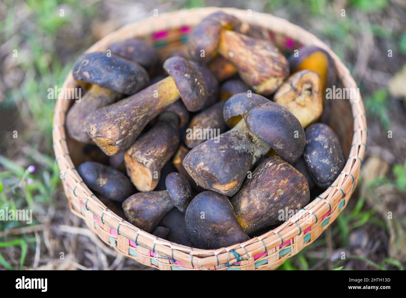 The Cep, Bolete Mushroom on basket, Fresh raw wild mushroom organic ...