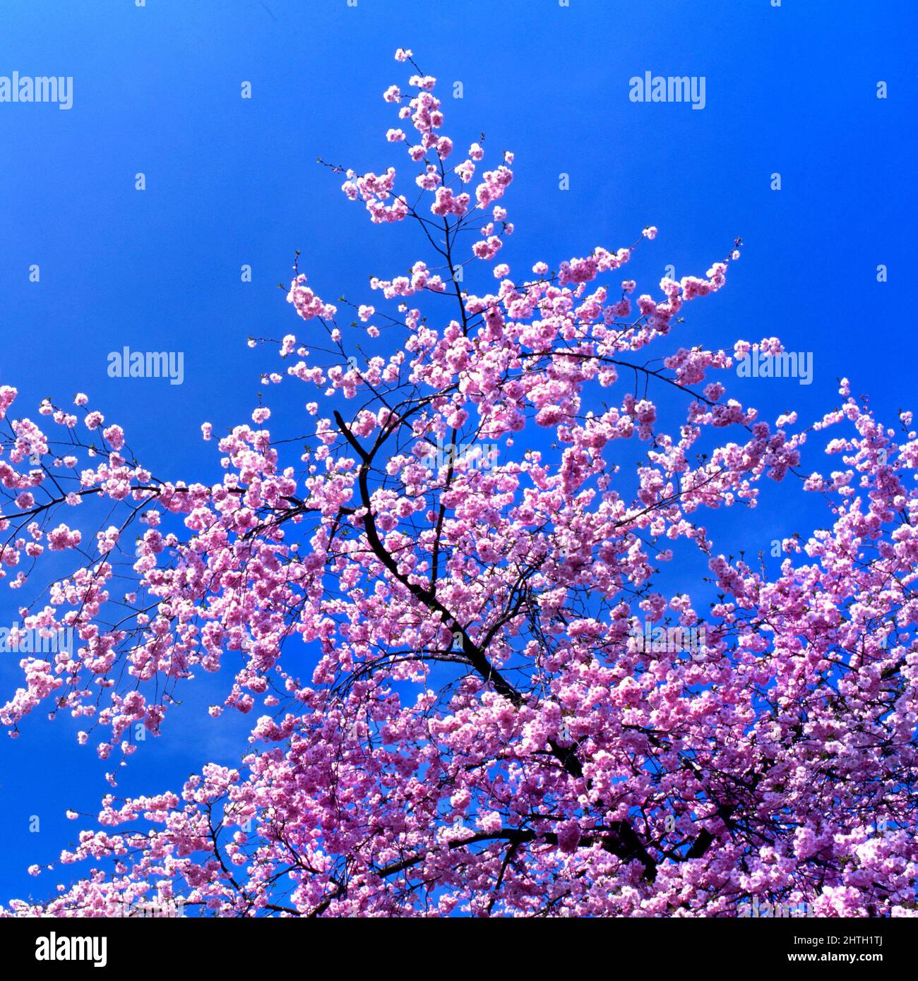 Cherry tree in bloom hi-res stock photography and images - Alamy