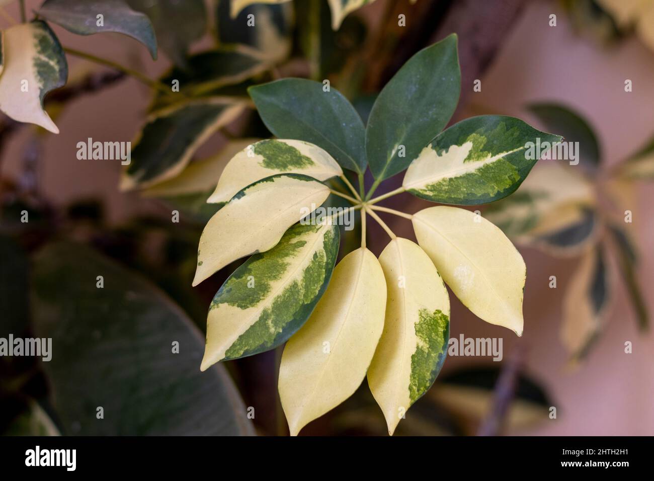 Schefflera variegata hi-res stock photography and images - Alamy