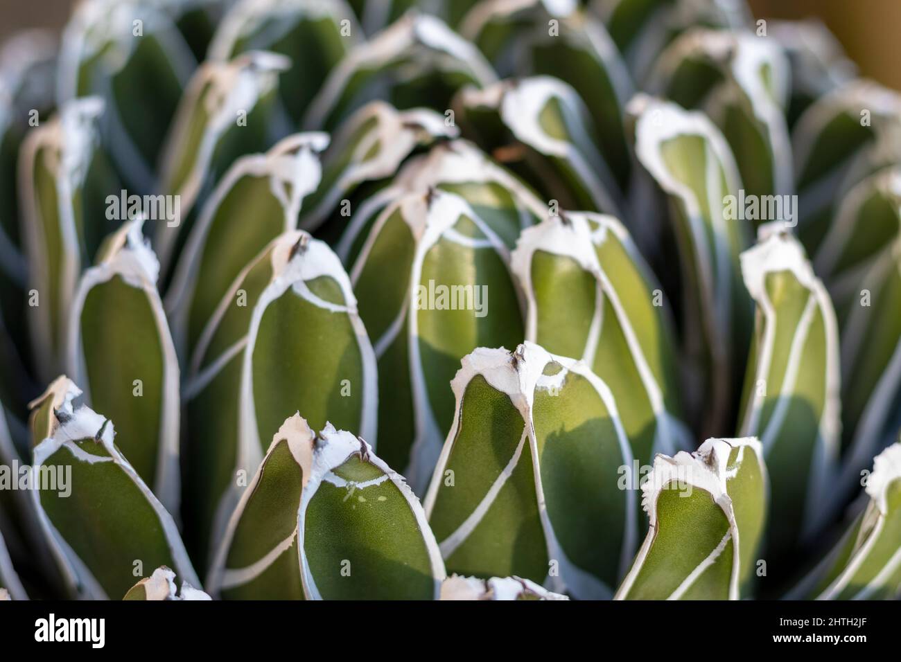 Agave leaves pattern hi-res stock photography and images - Alamy
