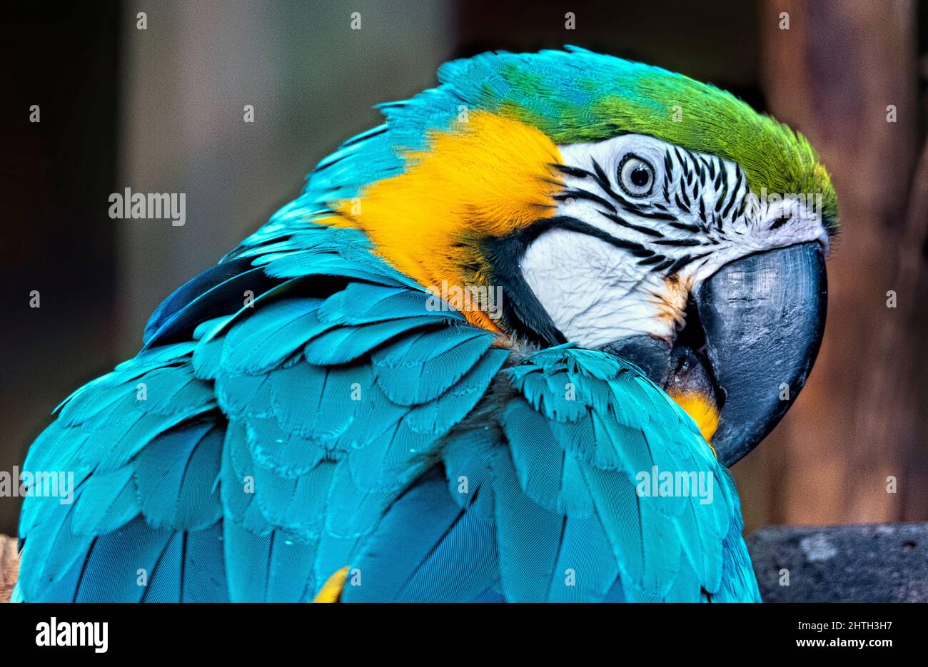 Blue and yellow macaw (Ara ararauna) closeup, Copan, Honduras Stock Photo - Alamy