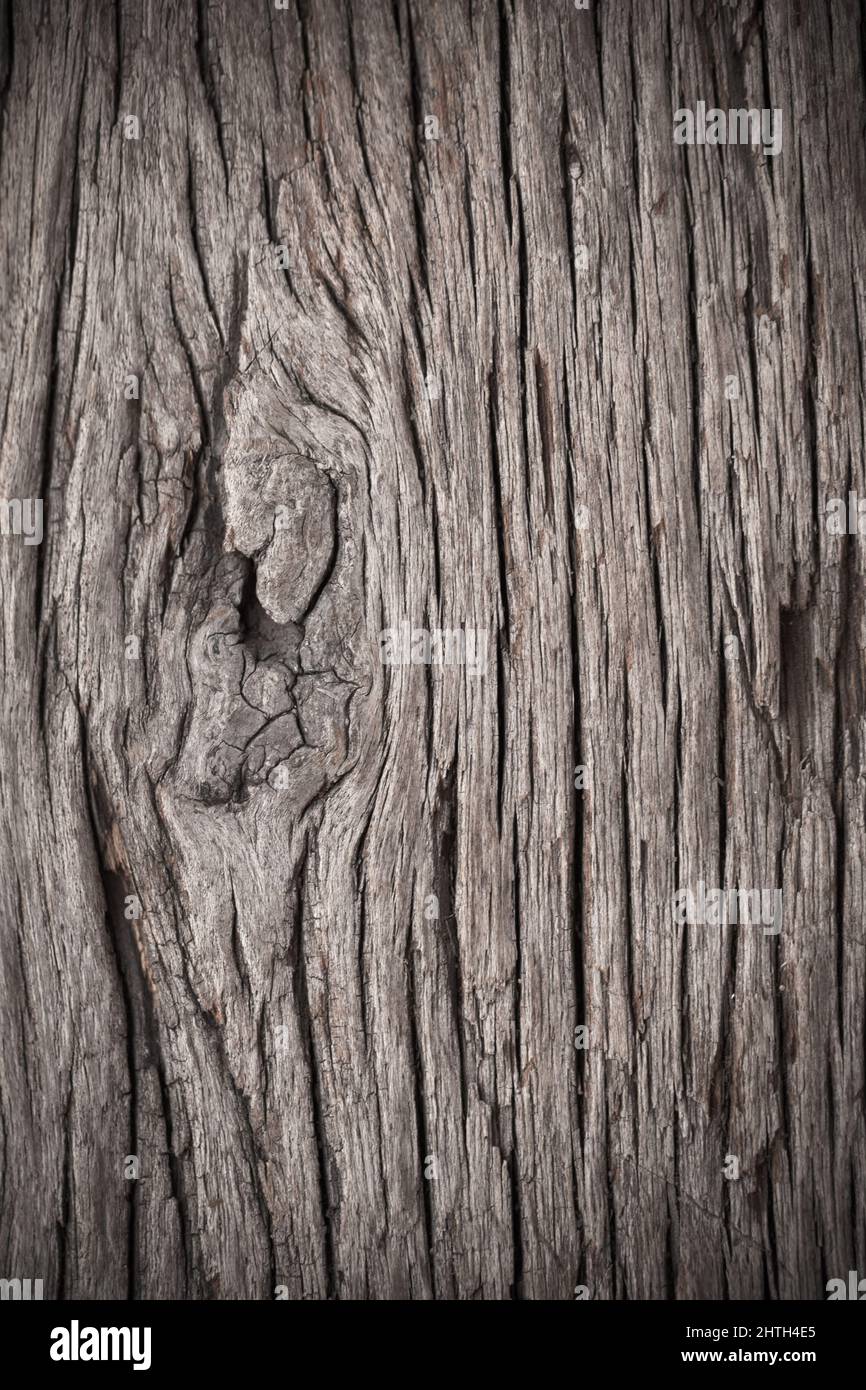 Texture of old bark wood use for natural background Stock Photo - Alamy