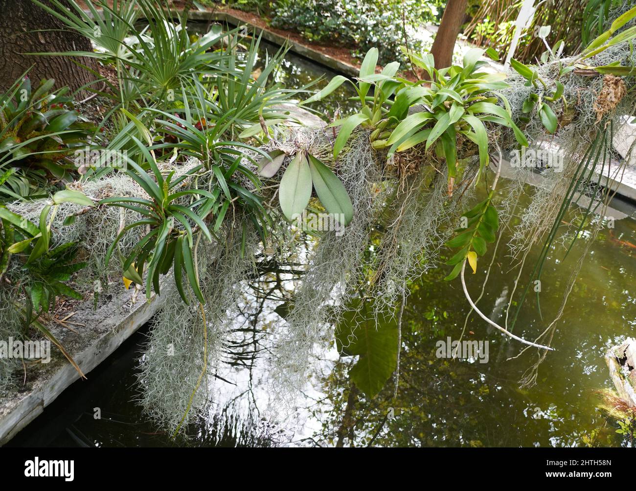 Small orchids with moss hanging on the side of a trunk of tree Stock ...
