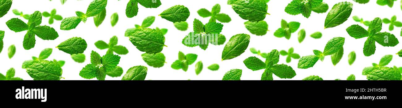 Banner Background of fresh mint leaves on white backdrop Stock Photo ...