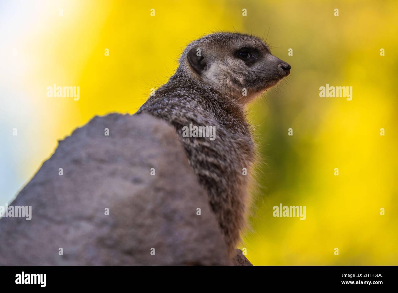 Pointed snout hi-res stock photography and images - Alamy
