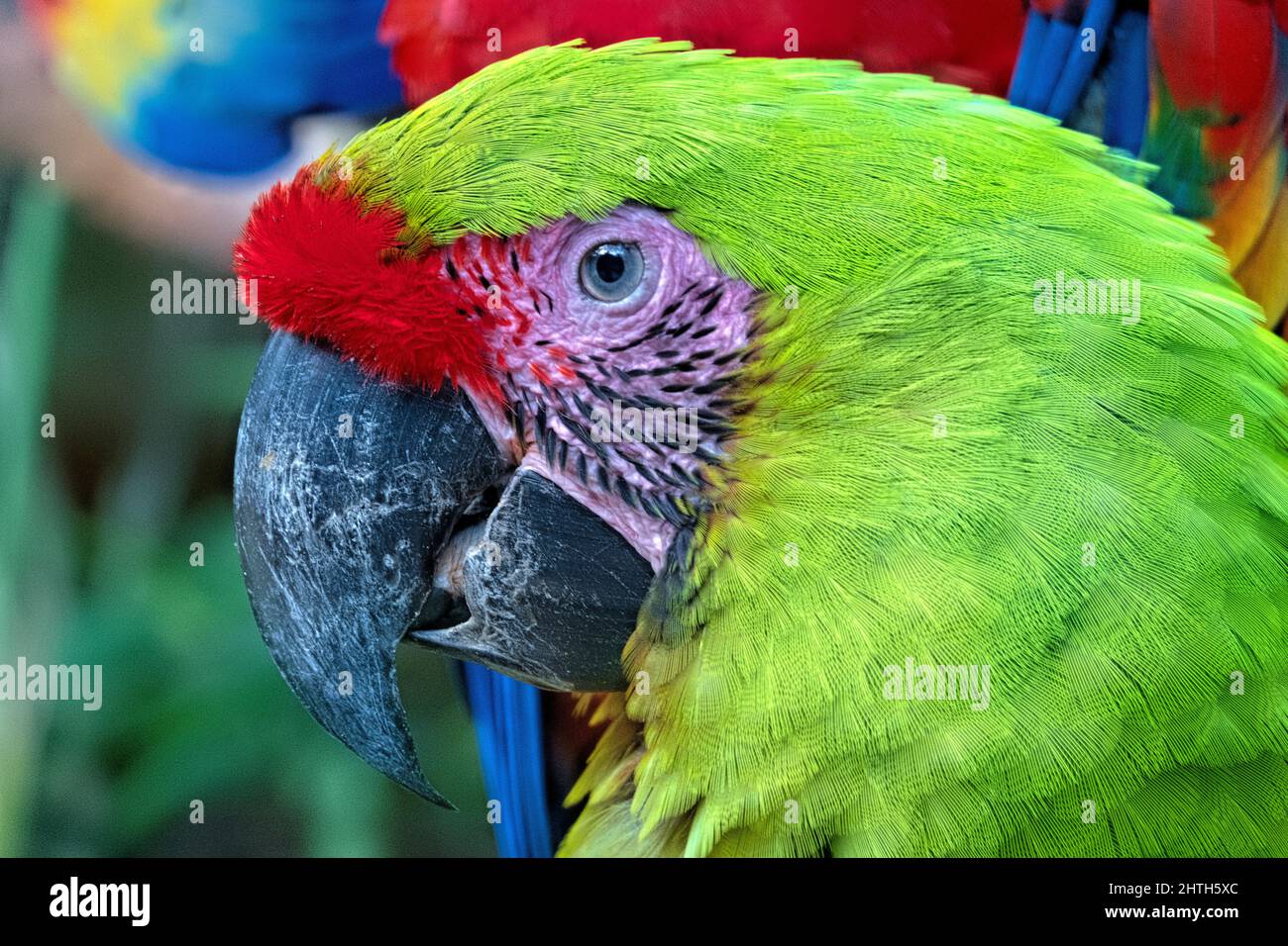 Great green macaw (Ara ambiguus) closeup, Copan, Honduras Stock Photo ...