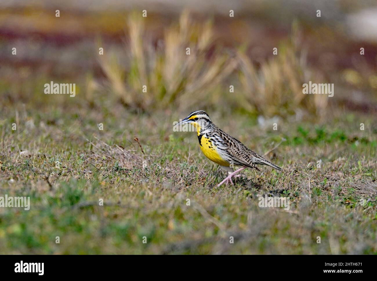 Western meadowlark california hi-res stock photography and images - Alamy