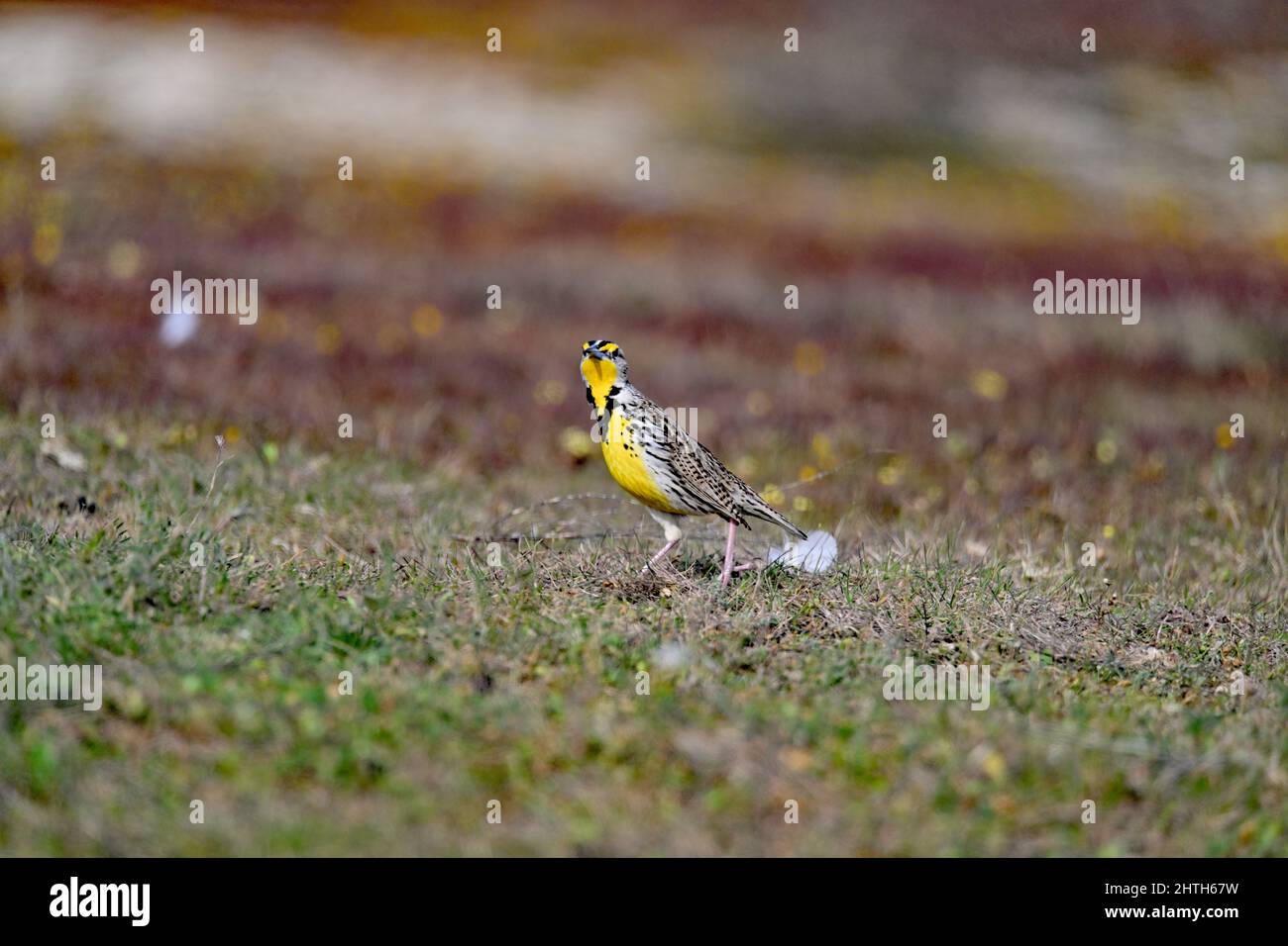 Western meadowlark california hi-res stock photography and images - Alamy