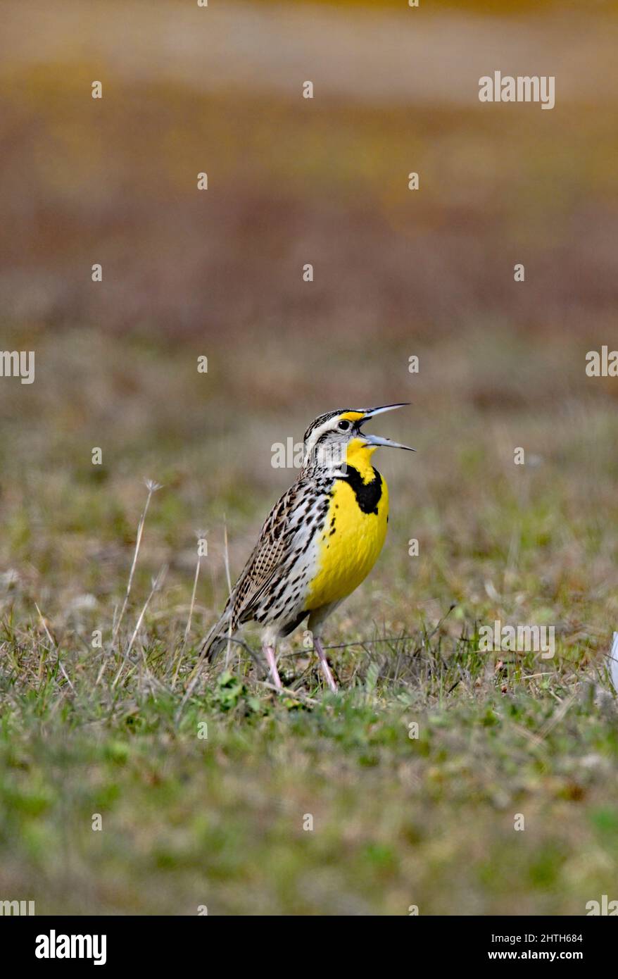 Western Meadowlark - Sturnella neglecta Stock Photo - Alamy