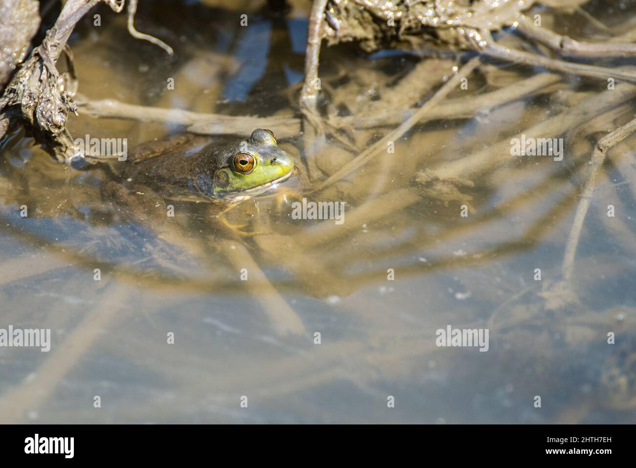 American Bull frog resting in shallow water Stock Photo - Alamy