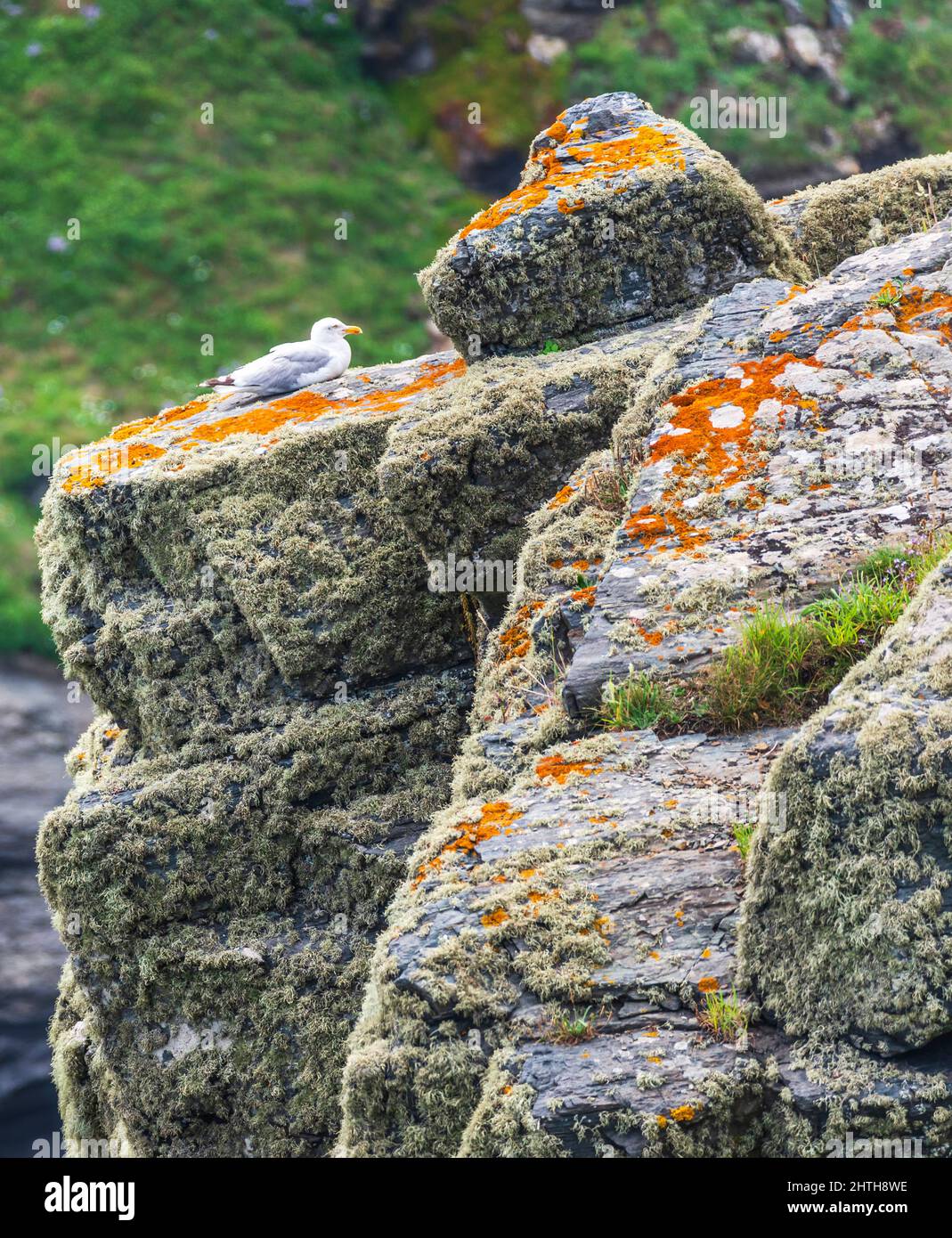 A herring gull,on steep jagged granite and slate cliffs at the ...