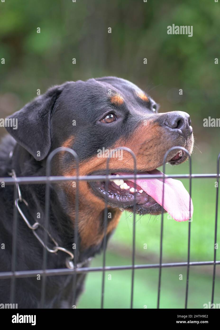 Dog Rottweiler portrait behind fence. Close up. Guard dog or security ...