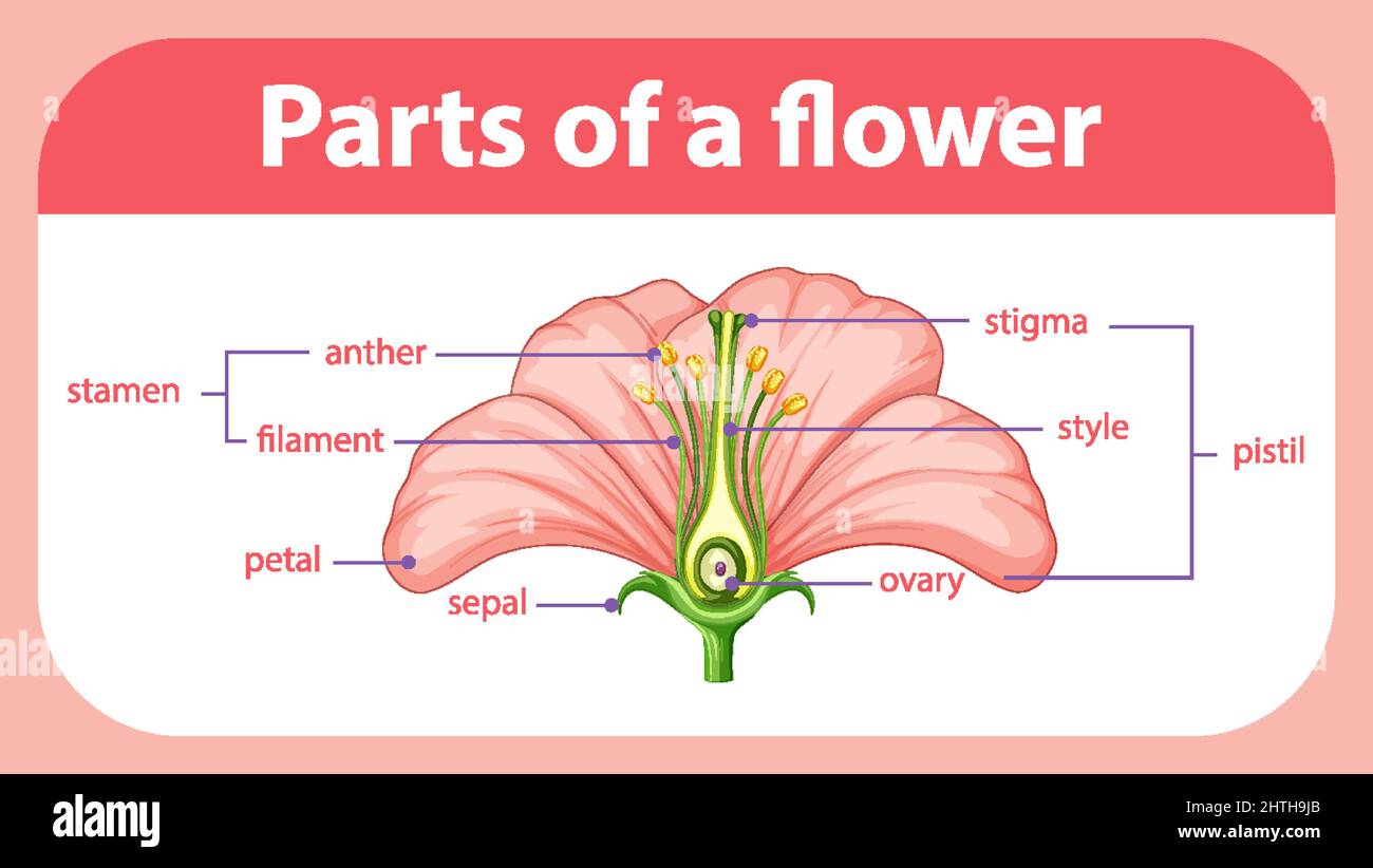 Different parts of plant Stock Vector Images - Alamy