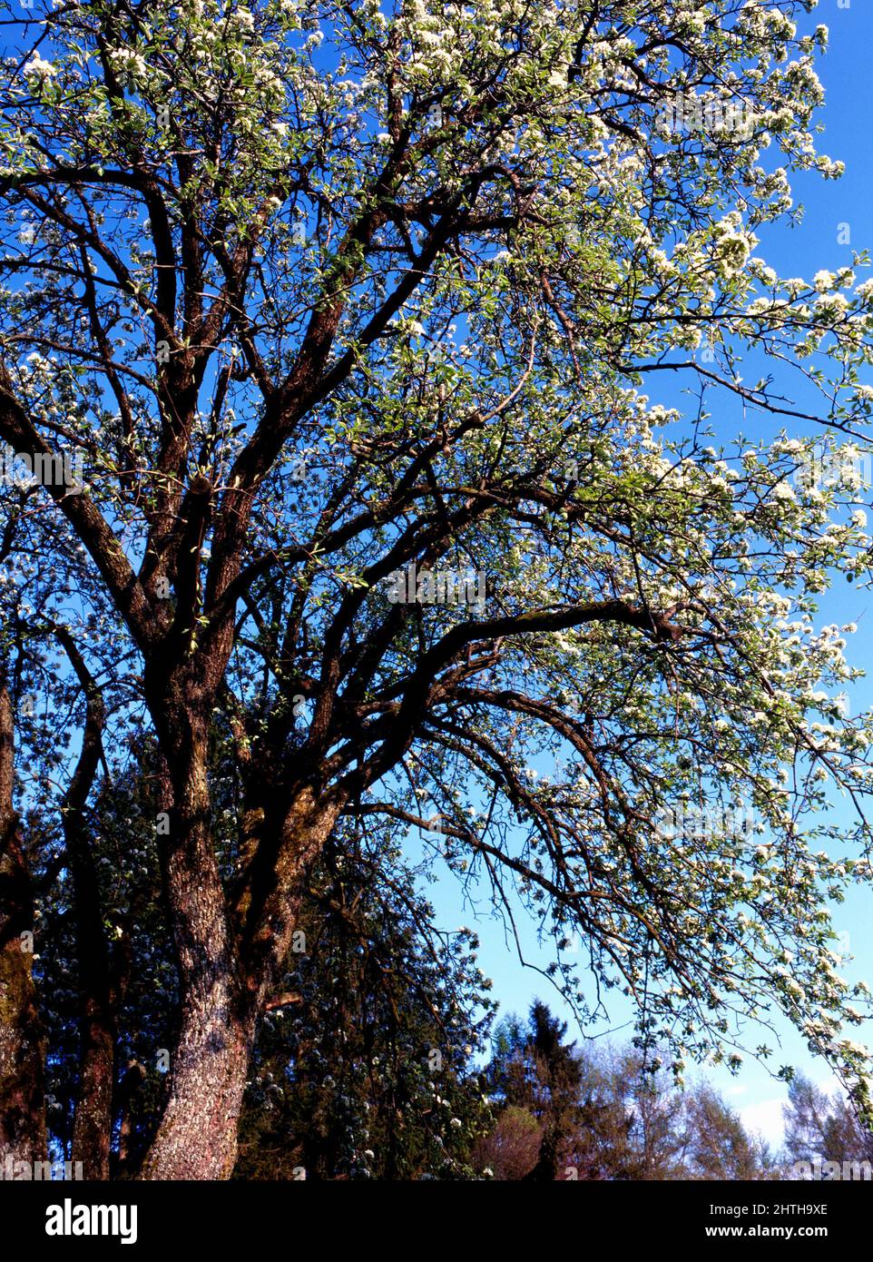 Oak Tree, Chiemgau, Upper Bavaria, Germany Stock Photo - Alamy
