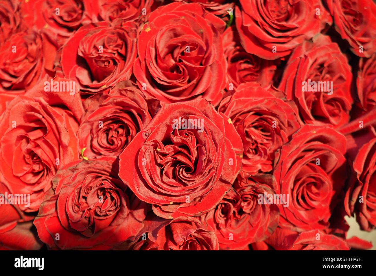 Floristics. Natural flowers. Live Dutch roses, a beautiful bouquet of ...