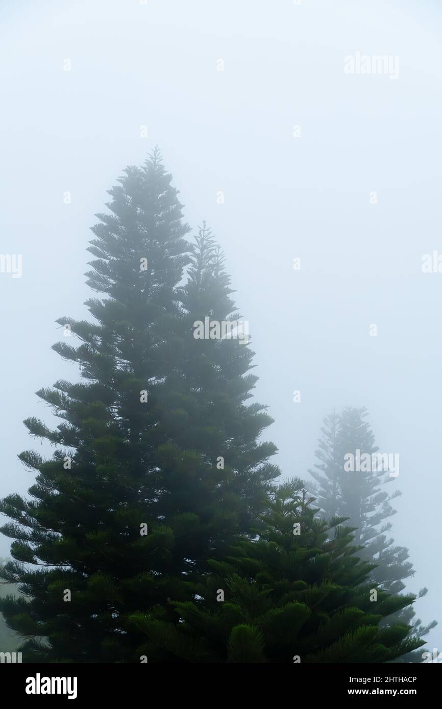 Pine trees covered in morning mist Stock Photo - Alamy