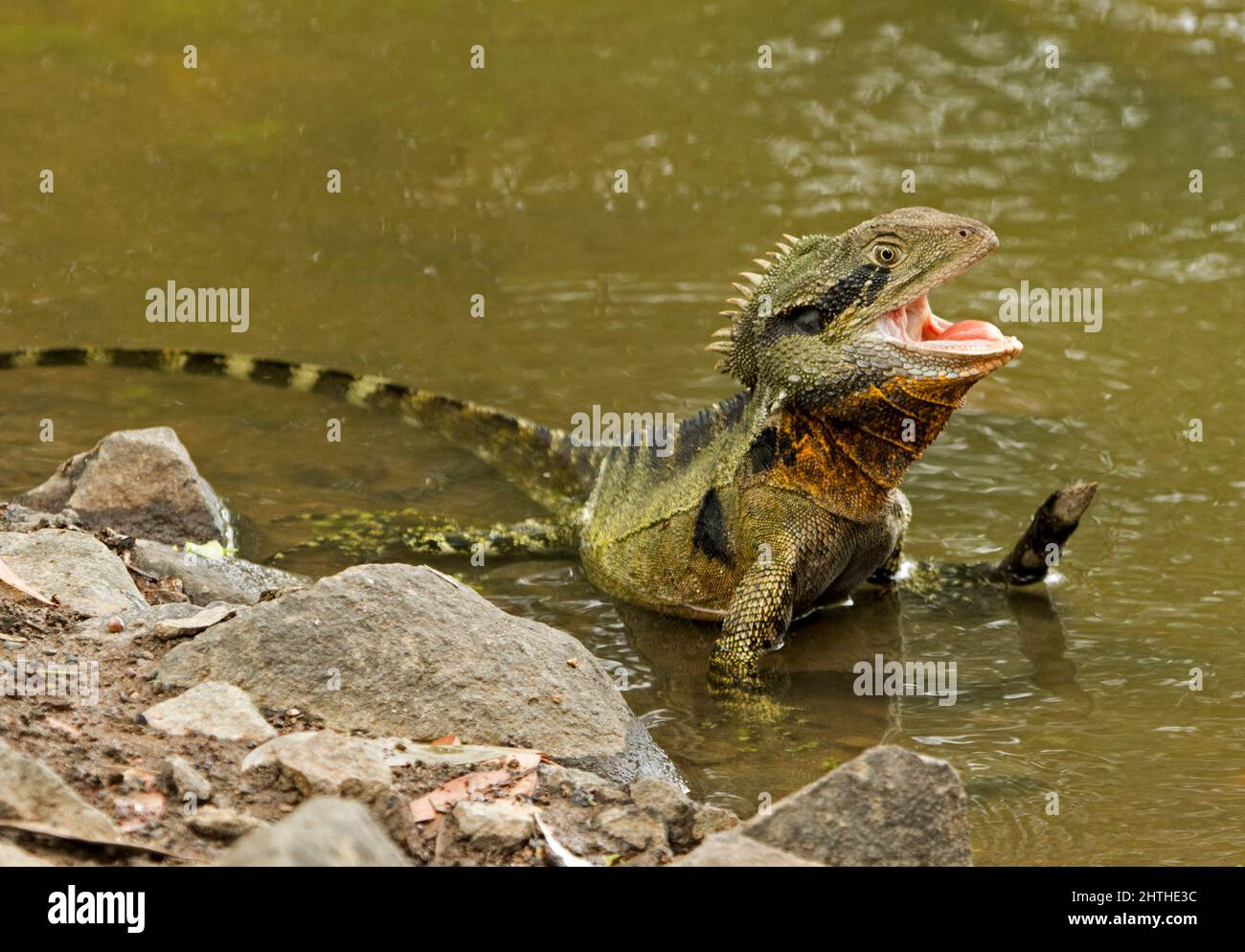 Eastern Water Dragon lizard, Intellagama lesueurii, in water of lake in ...