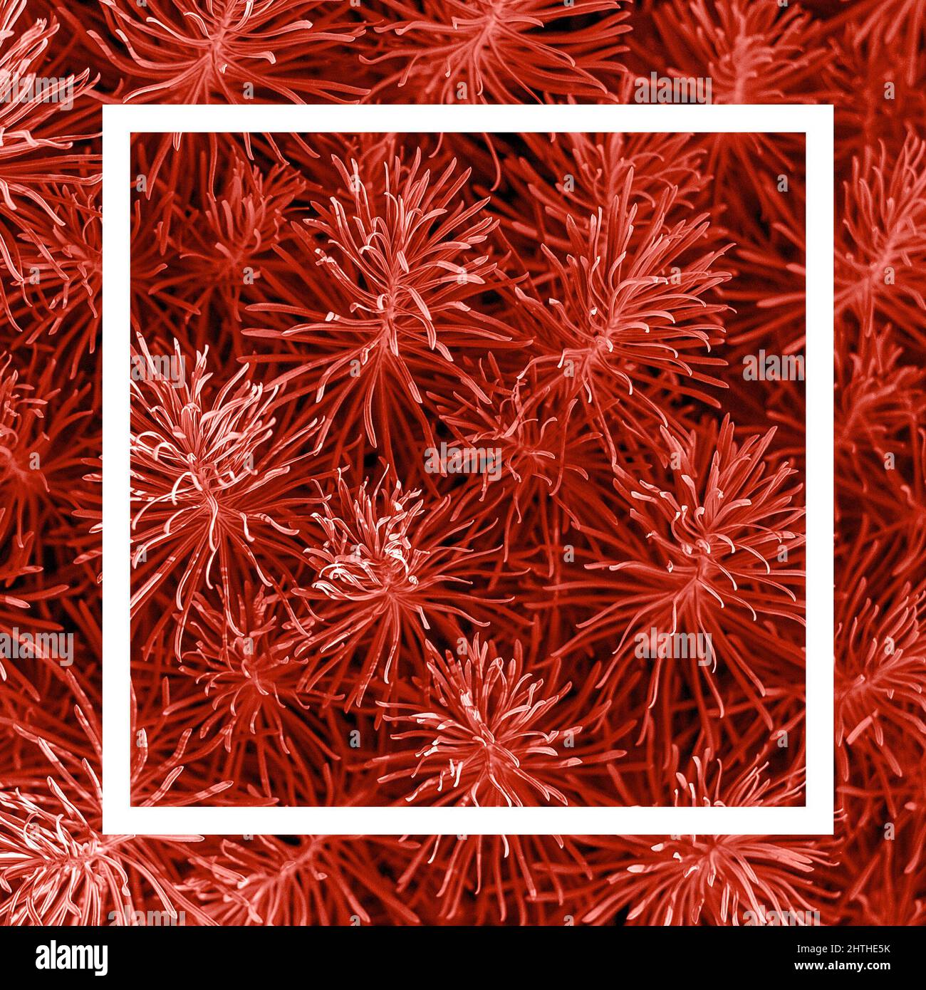 Ornamental grass bushes foliage with white frame main toned trendy ...