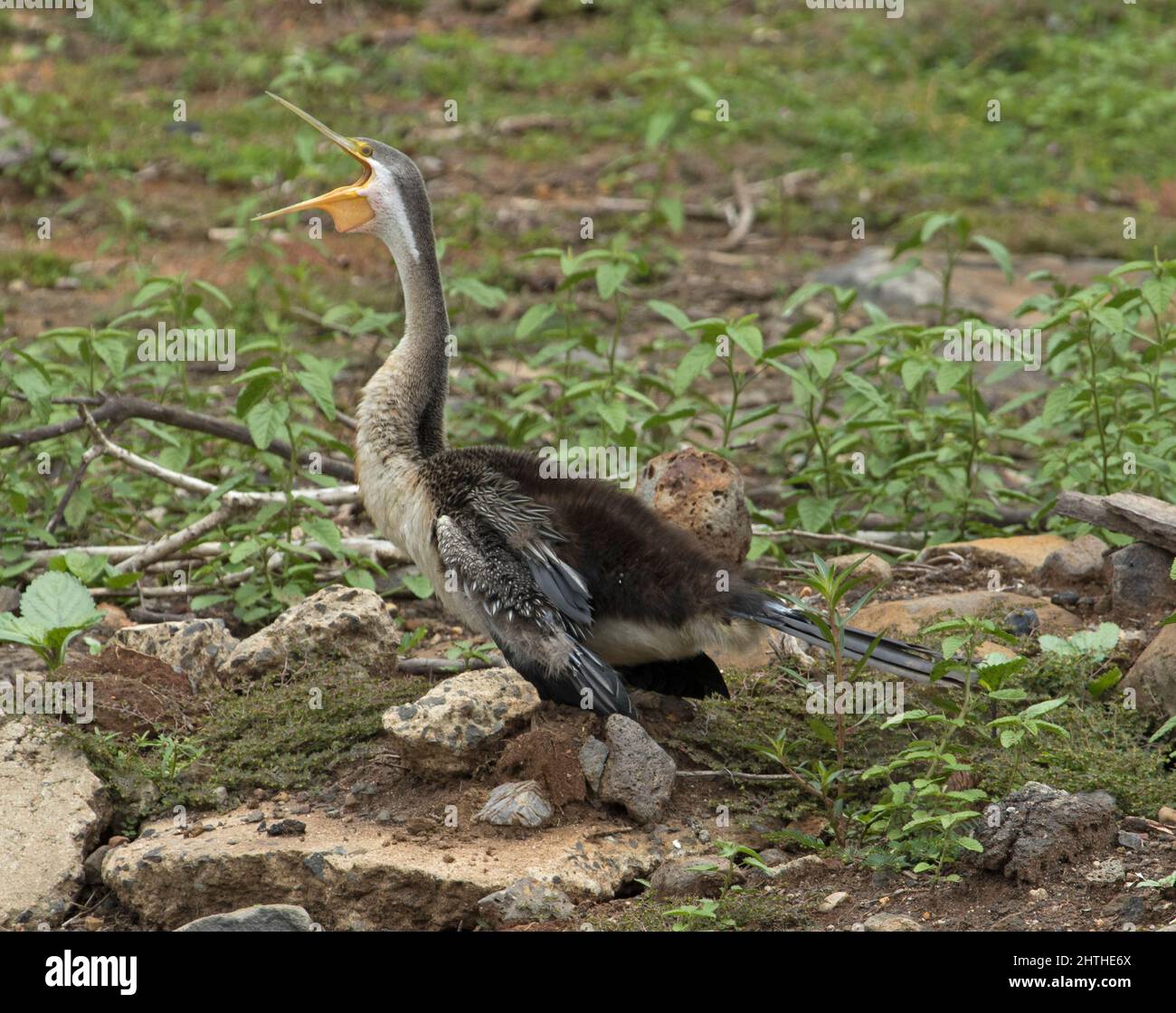 Juvenile snake hi-res stock photography and images - Alamy