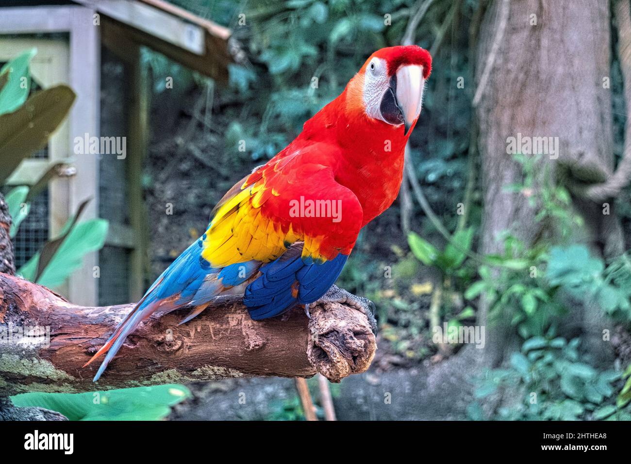 National bird of honduras hi-res stock photography and images - Alamy