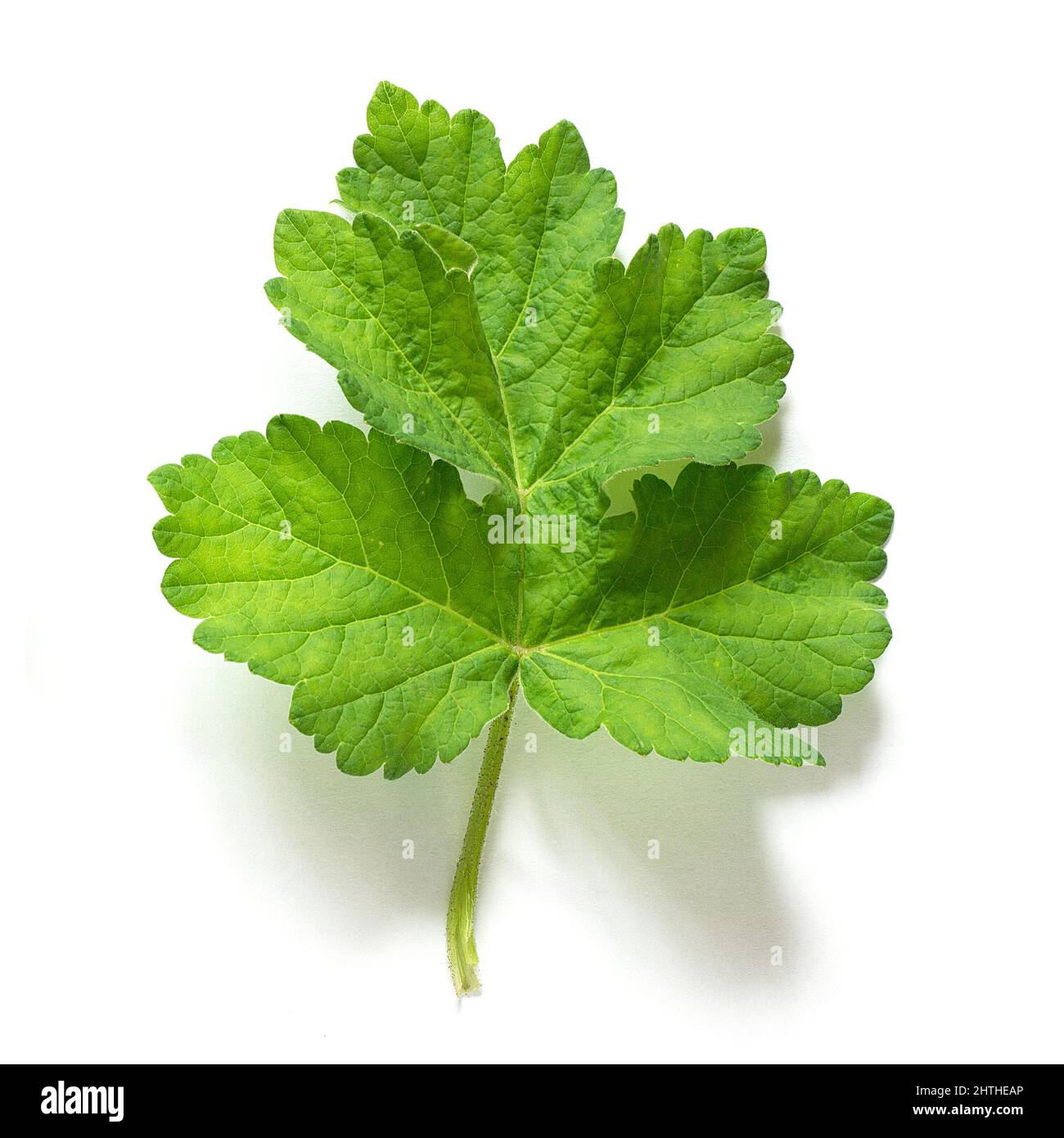 Fresh green natural leaf isolated on white background Stock Photo - Alamy