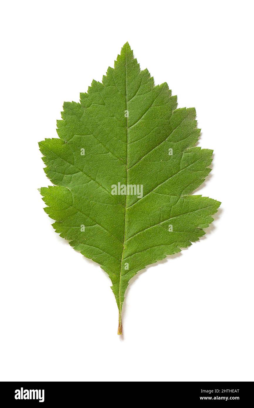 Fresh green natural leaf isolated on white background Stock Photo - Alamy
