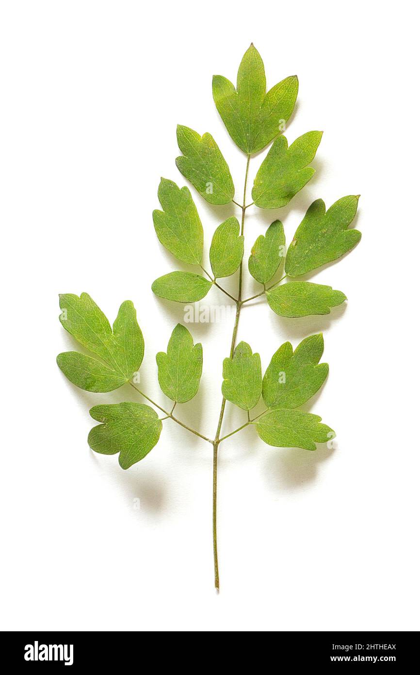 Fresh green natural leaf isolated on white background Stock Photo - Alamy