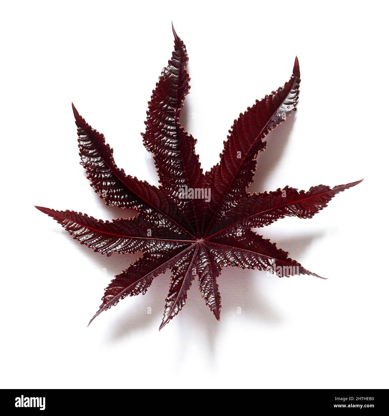 Fresh red castor bean natural leaf isolated on white background Stock ...