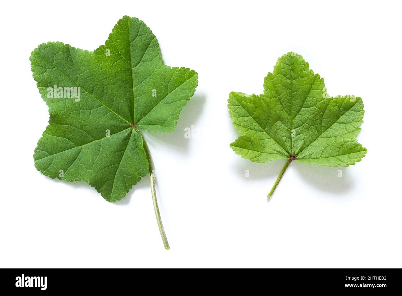 Fresh green natural leaf isolated on white background Stock Photo - Alamy