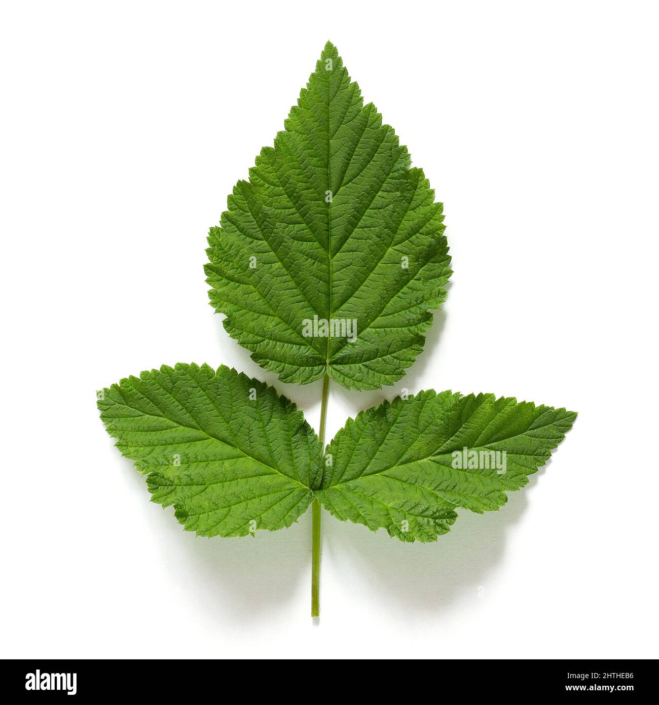 Fresh green natural raspberry leaf isolated on white background Stock ...