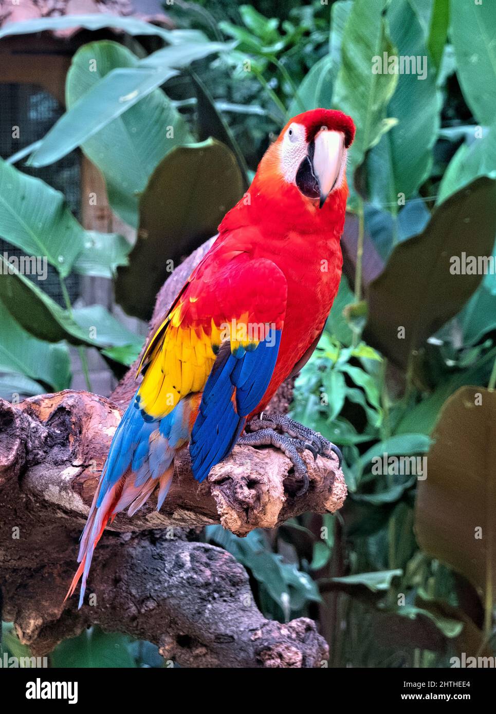 National bird of honduras hi-res stock photography and images - Alamy