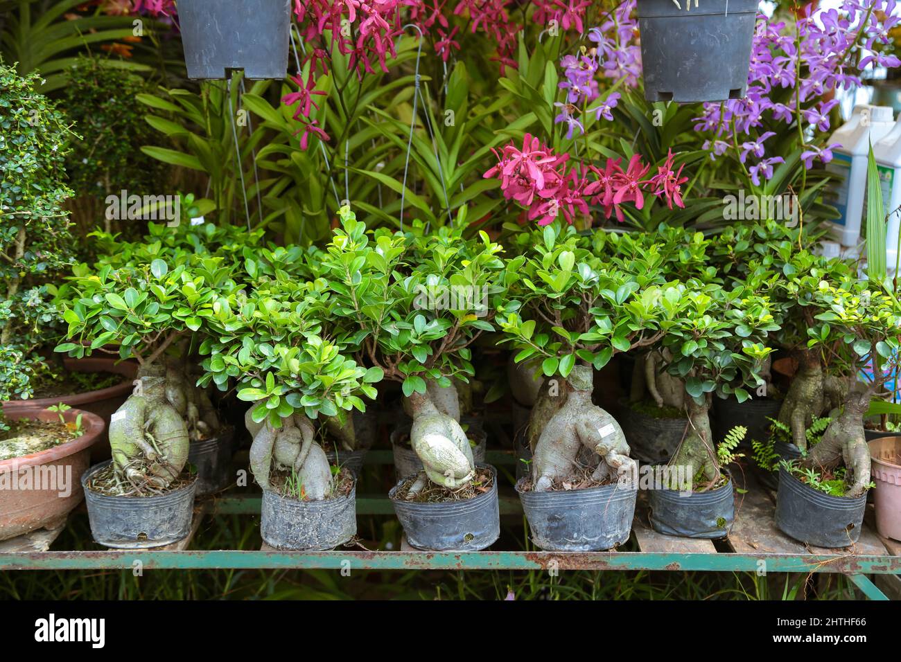 Tree sapling for sale at a gardening expo Stock Photo - Alamy