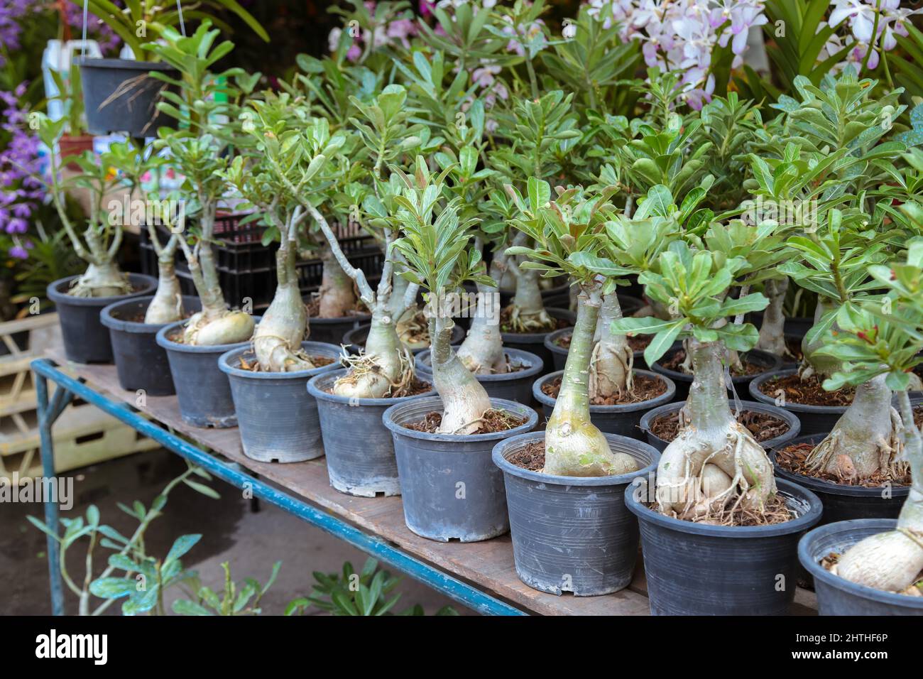 Tree sapling for sale at a gardening expo Stock Photo - Alamy