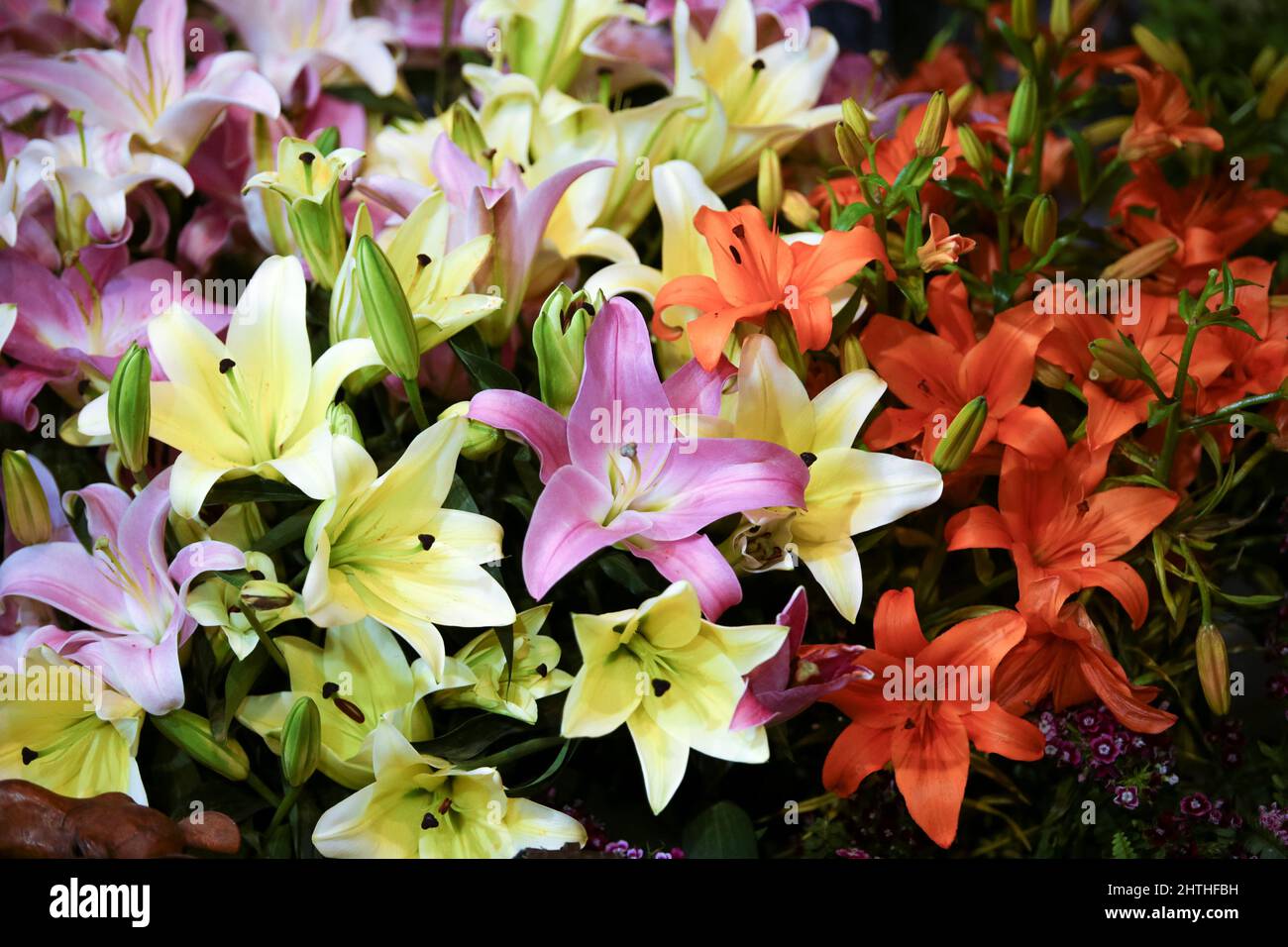 Lily flower arrangement close up Stock Photo - Alamy