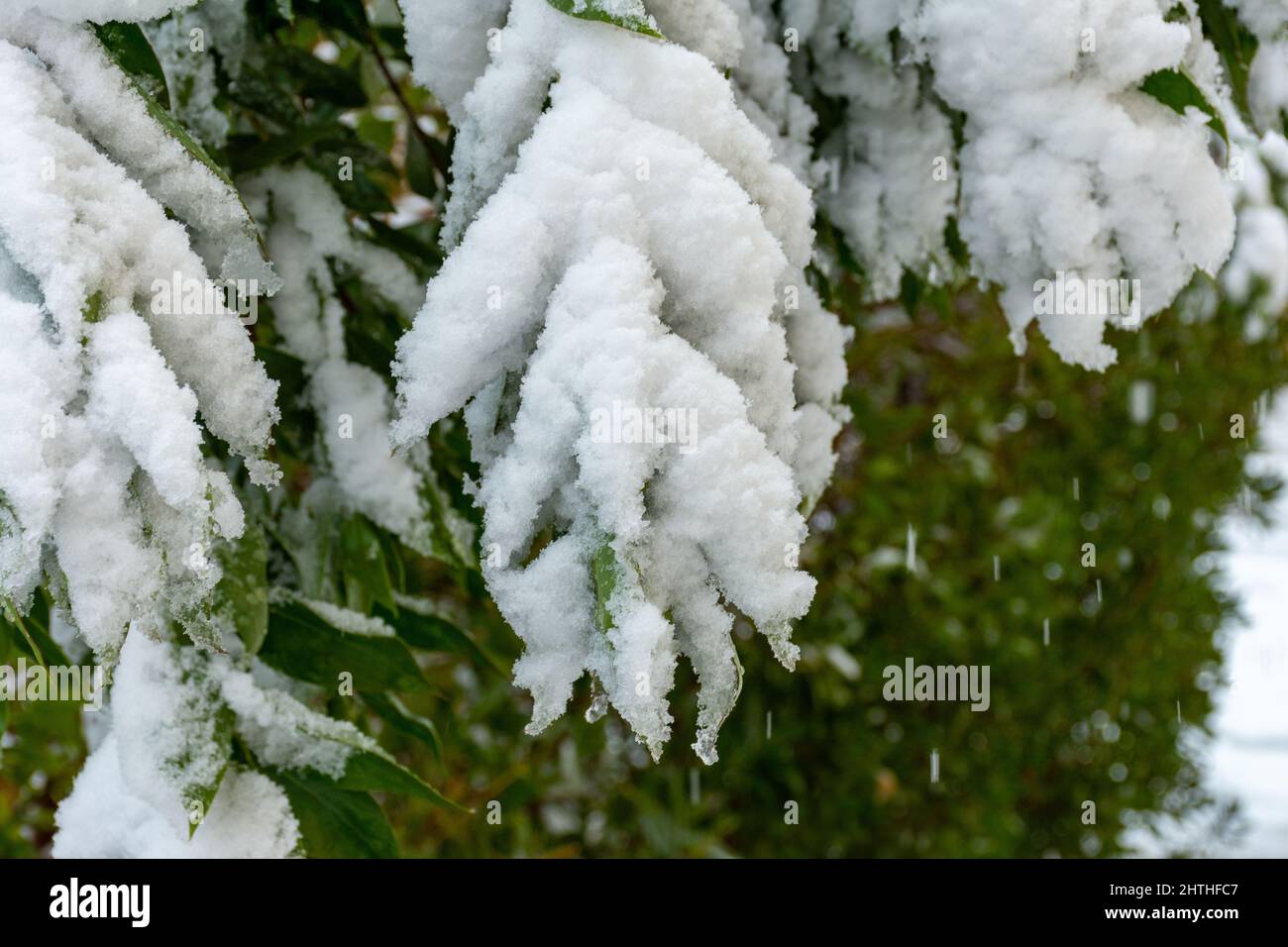 Close up frozen tree branches hi-res stock photography and images - Alamy