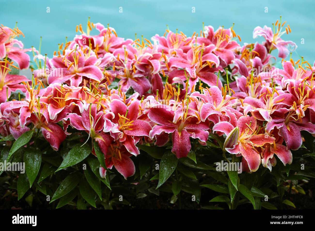 Lily flower garden after rain Stock Photo - Alamy