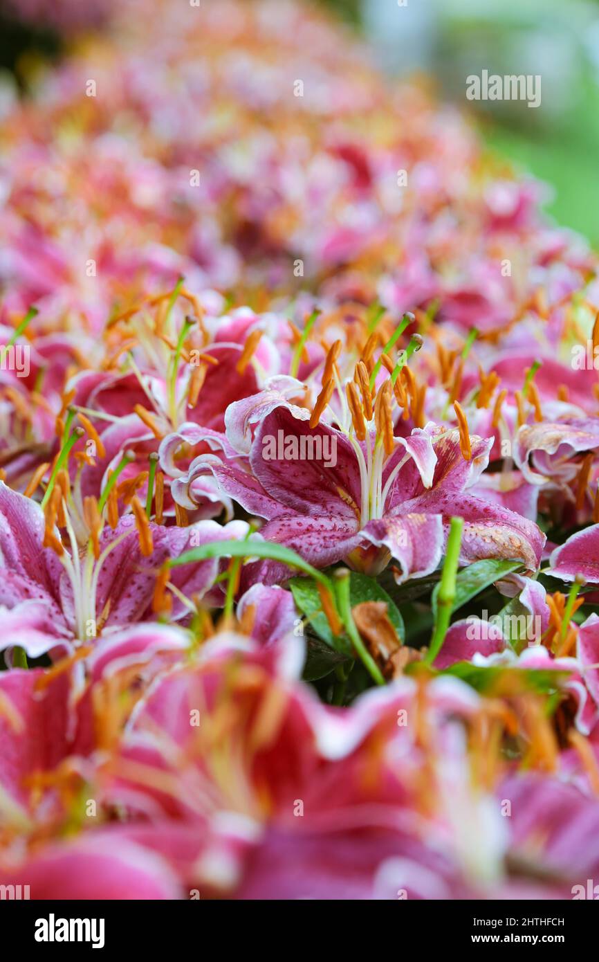 Lily flower garden after rain Stock Photo - Alamy