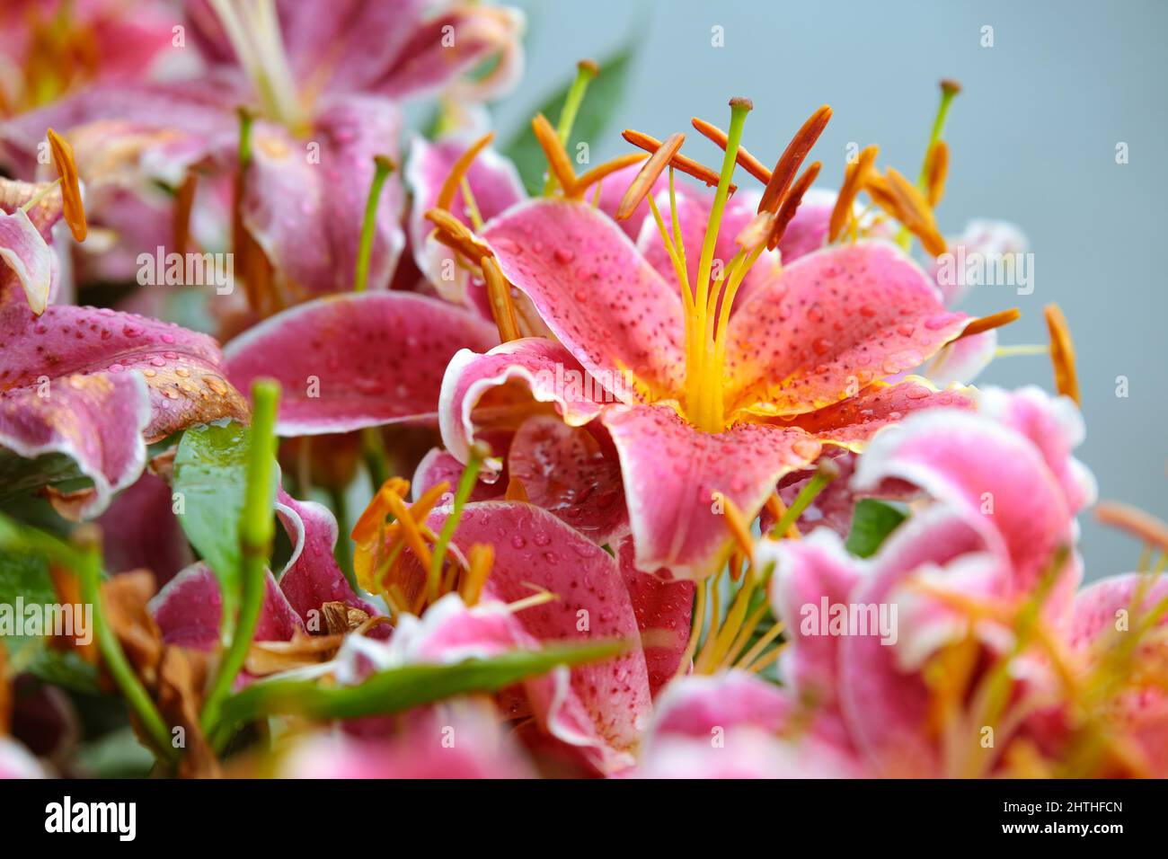 Lily flower garden after rain Stock Photo - Alamy