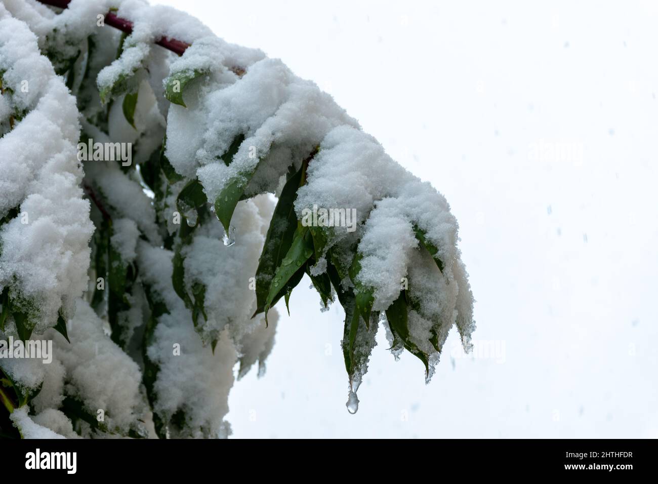 Close up frozen tree branches hi-res stock photography and images - Alamy