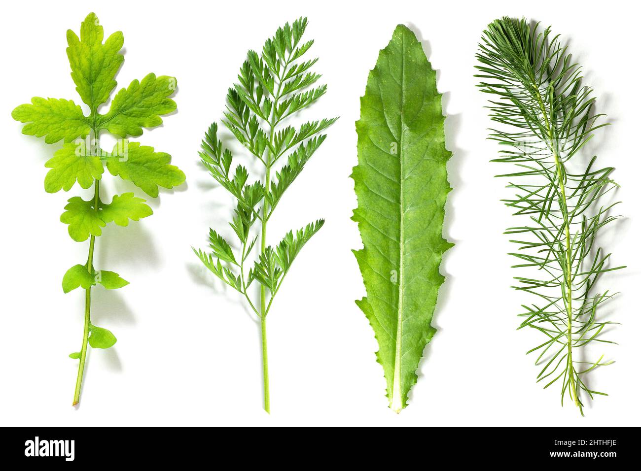 Set, collection of green leaves of different plants isolated on white ...